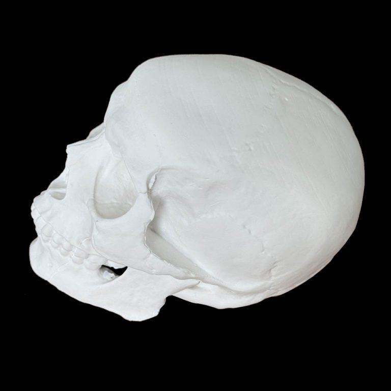 3D Silicone Skull Statue Molds 1:1 Actual Size For Sale - LCMOLDS.COM